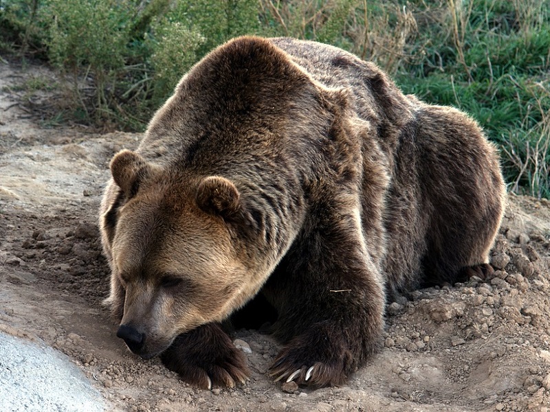 Attesa per la sorte dell'orsa JJ4: ecco cosa rischia - Corriere Nazionale