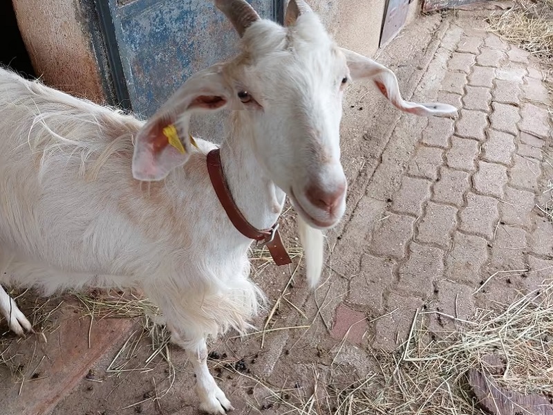 Capretta presa a calci e uccisa ad Anagna: Oipa denuncia gli autori del ...