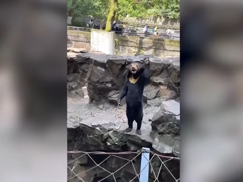 Orso malese allo zoo in Cina sembra un uomo travestito: il video è virale - Corriere Nazionale