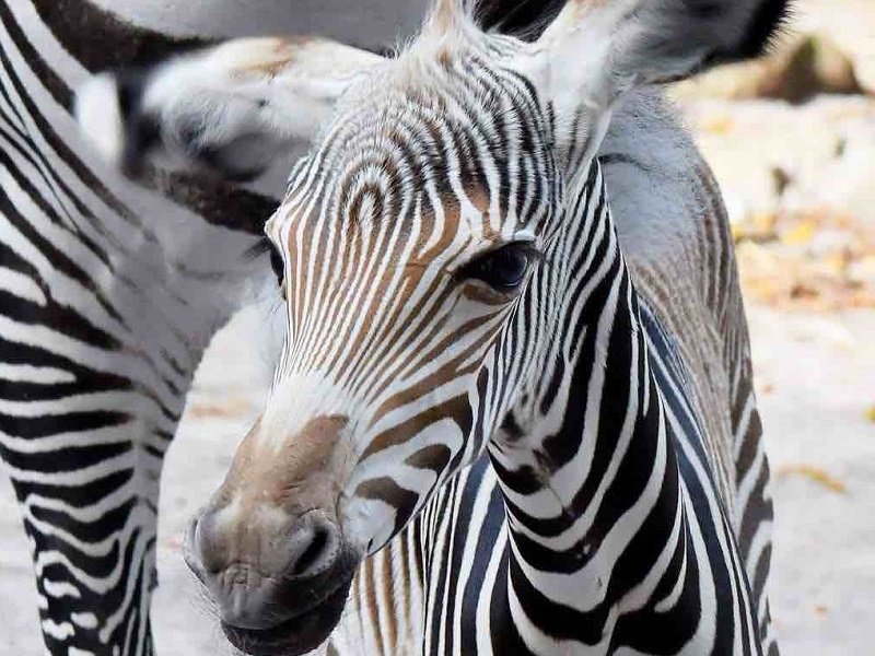 Una rara zebra di Grevy è nata al Bioparco di Roma - Corriere Nazionale