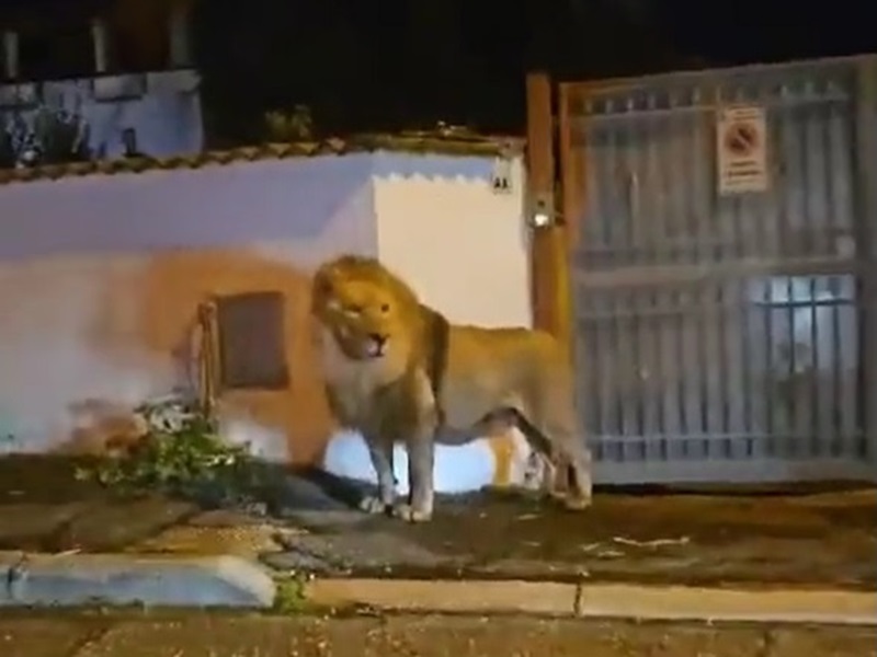 Leone fuggito dal circo a Ladispoli: animalisti sulle barricate ...