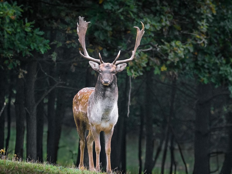 Scienziati in allarme per la malattia del cervo zombie - Corriere Nazionale