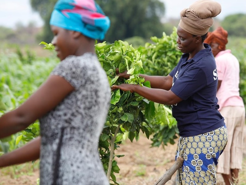 La moda di Dada Arrigoni e Crida sostiene le donne in Zimbabwe ...
