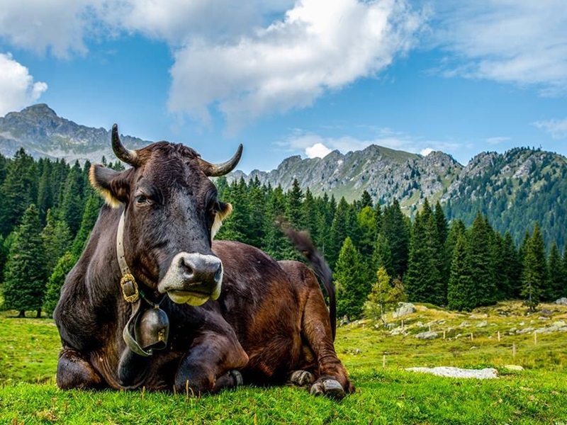 Le caratteristiche uniche della razza Rendena in una ricerca italiana ...