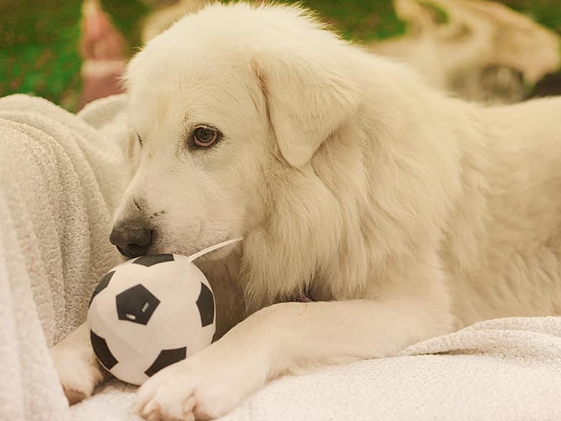 World Dog Show di Bologna, morti tre cani lasciati in un furgone. OIPA ...