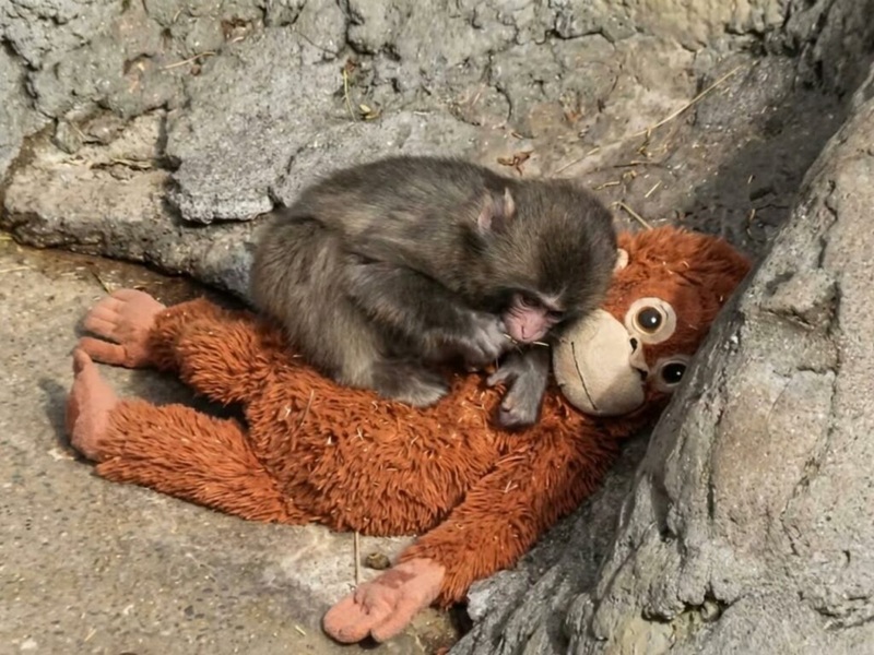 Giappone, il piccolo macaco Punch ha un peluche come mamma - Corriere ...